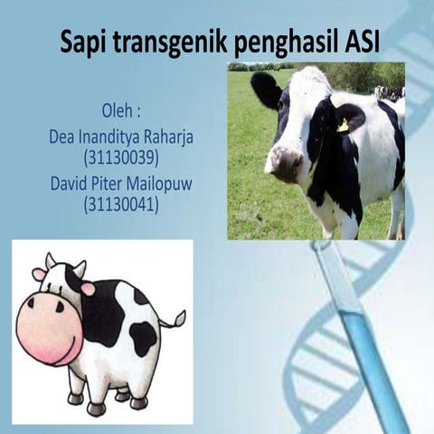 Sapi herman transgenik | PPTX