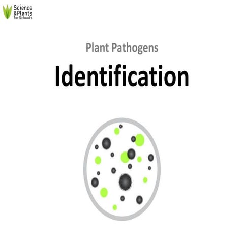 SAPS - Plant pathogens - Identification - presentation (1).pptx