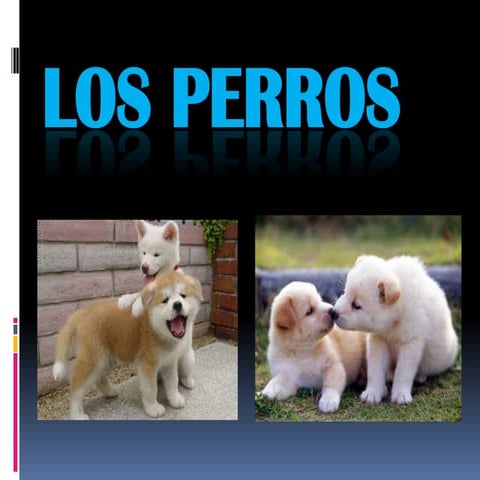 Los perros | PPTX