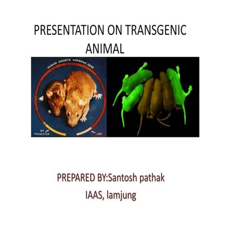 presentation on transgenic animals | PPTX | Biotech and Biomedical ...