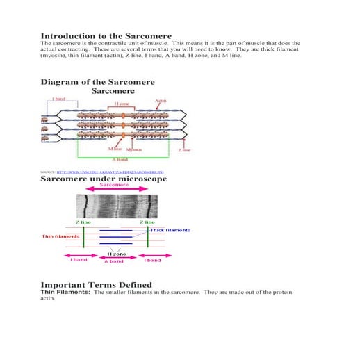 Sarcomere by Nehemia kindole | PDF
