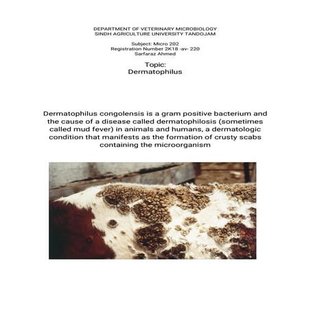 Dermatophillus | PDF