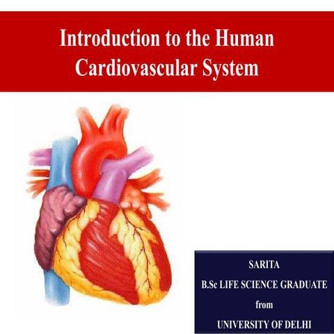 Introduction to the Human Cardiovascular System | PPT