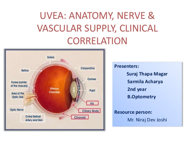 [DIAGRAM] Diagram Uvea - MYDIAGRAM.ONLINE