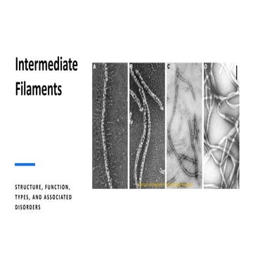 Intermediate filaments | PPTX