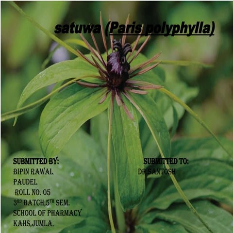 satuwa-1.ppt Paris polyphylla Himalayan herbal medicine | PPT