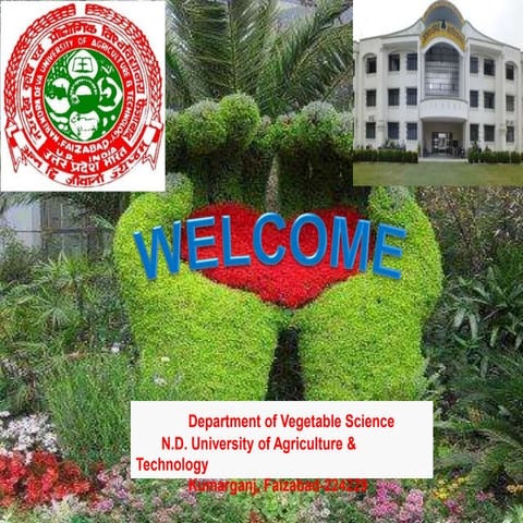 Ethnobotany - Plant Taxonomy Chichirica (Catharanthus roseus)