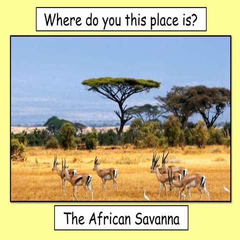 savanna.ppt
