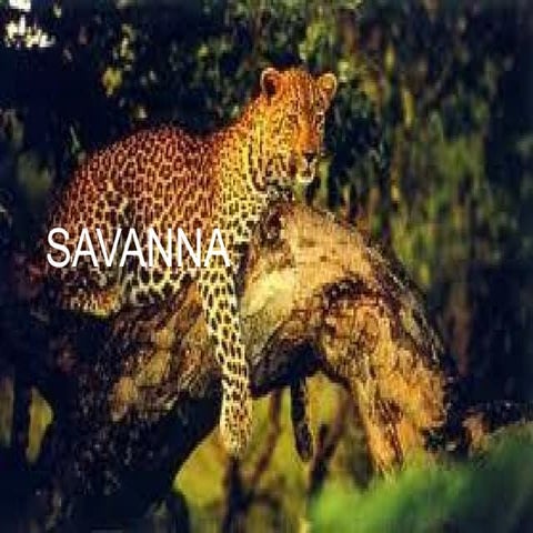A Trip To The African Savanna