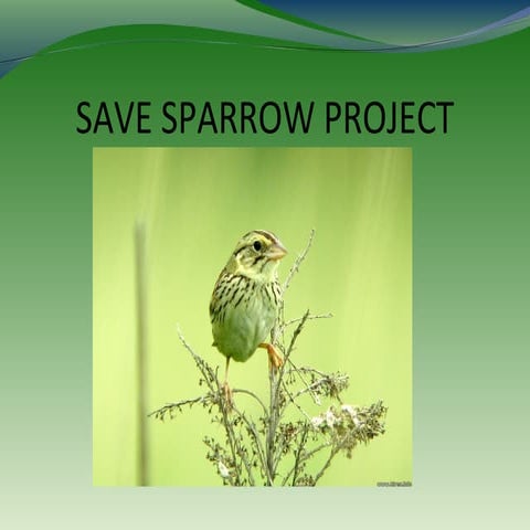 MOUNT ABU PUBLIC SCHOOL PROJECT Save sparrow project | PPT