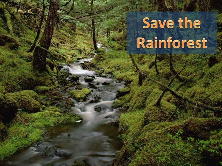 Save the rainforest sample