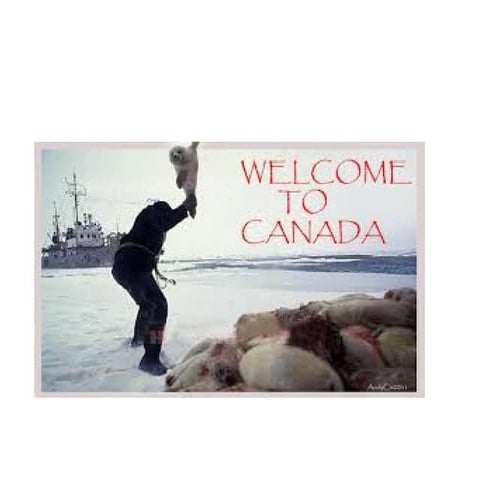 Save the seals | PPT