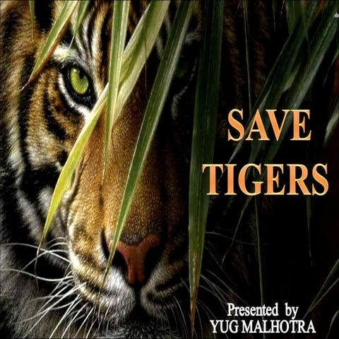 Save the tigers ppt | PPT