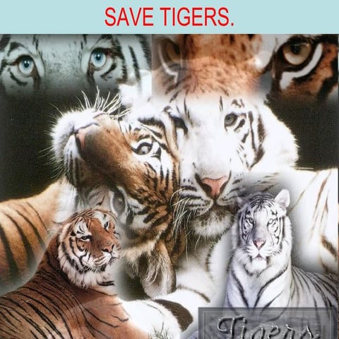 Save Tiger | PPT