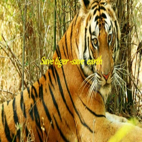 Save tiger save earth | PPT