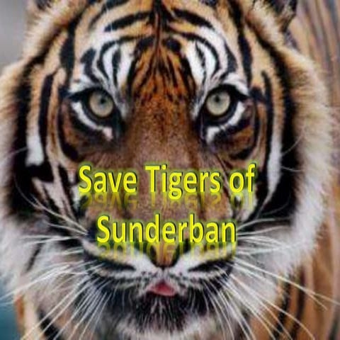 Save tigers | PPT