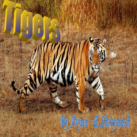 Save tigers | PPT
