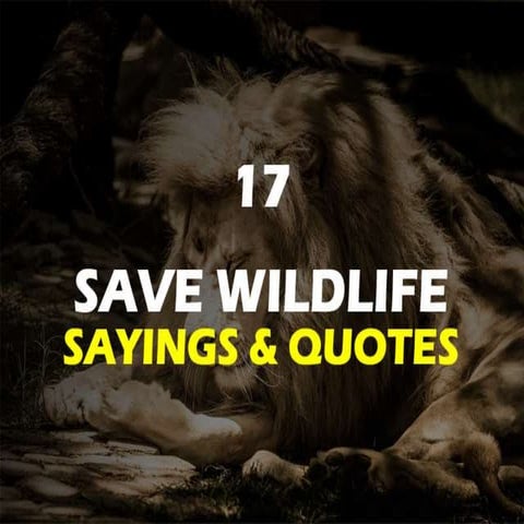 Save Wildlife Quotes and Sayings | PPTX