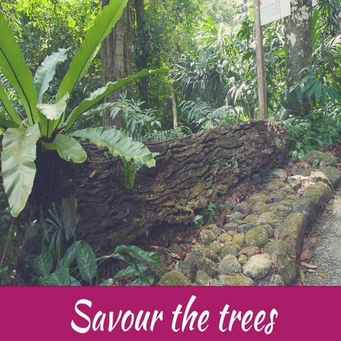 Savour the trees with forest bathing | PDF
