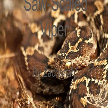 Saw Scaled Viper | PPTX