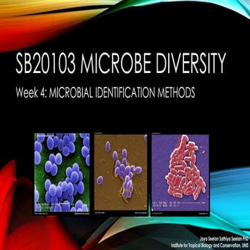 SB20103 Microbe Diversity: Microbe Identification Methods | PPT