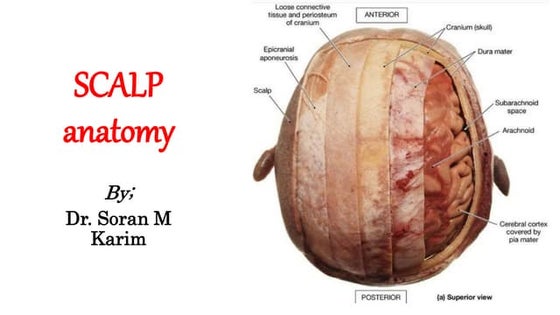 scalp anatomy -layers and applied aspects | PPTX