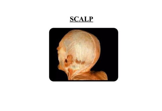 scalp anatomy -layers and applied aspects | PPTX