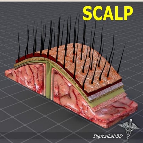 Anatomy of scalp | PPTX