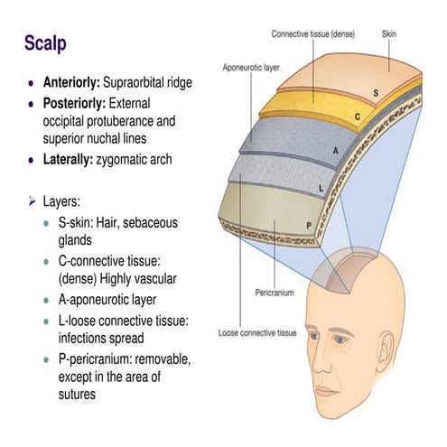 scalp_1.pdf