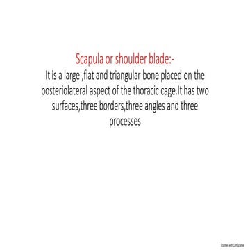 Scapula | PDF