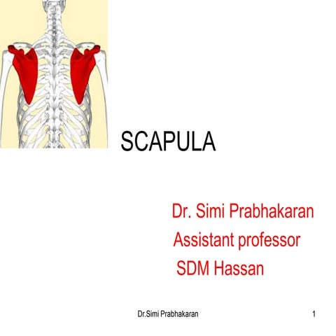 Humerus bone osteology: Upper limb Anatomy | PPTX
