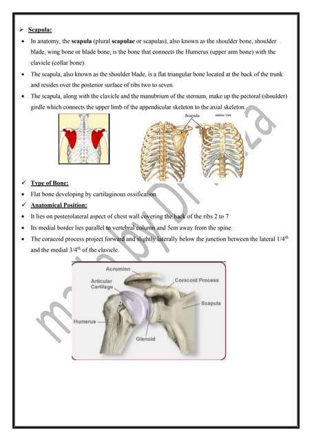 Scapular region | PPT