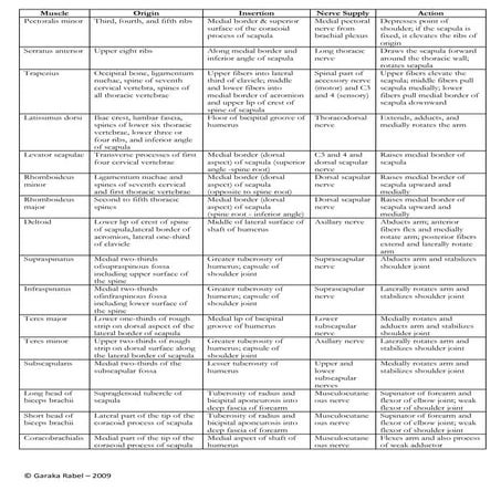 Scapular muscles | DOCX