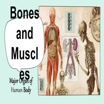 SCIENCE 4.BONES AND MUSCLES.pptx