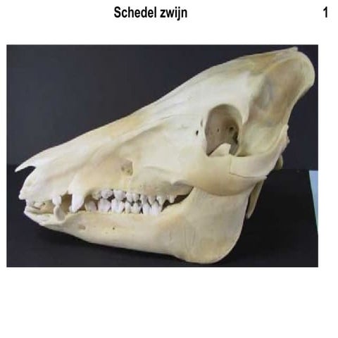 Schedels Zwijn | PPT