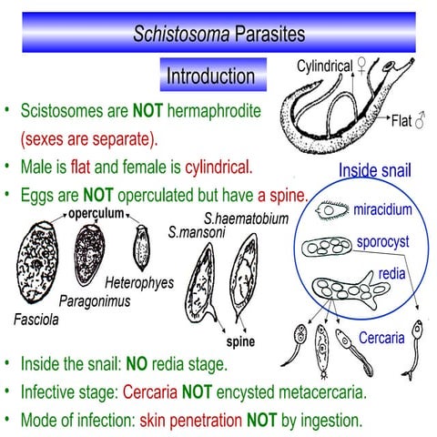Schistosoma Mansoni Labeled