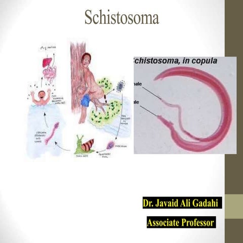 Schistosoma.ppt | Infectious Diseases | Diseases and Conditions
