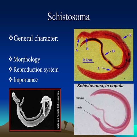 Schistosoma -.pdf