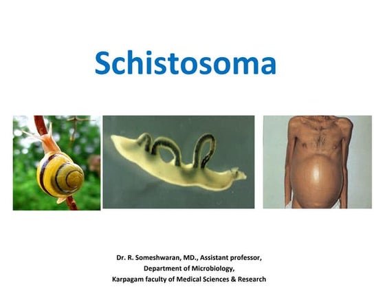 Schistosoma Mansoni and Schistosoma japonicum | PPTX