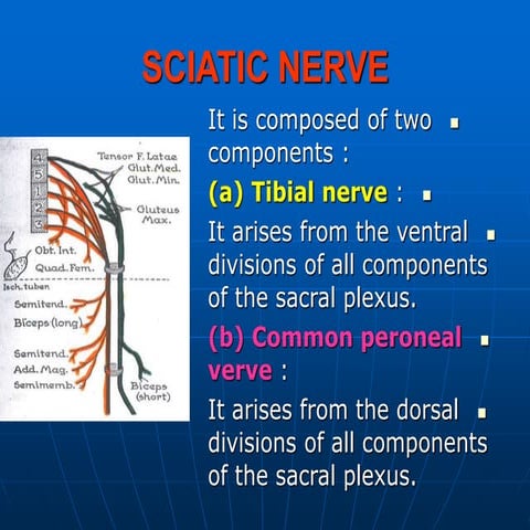 sciatic nerve.pptx