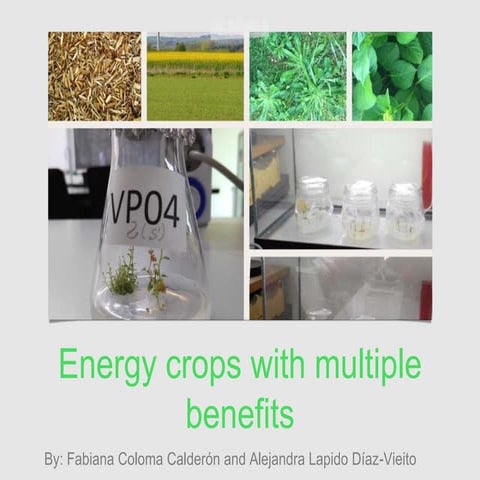 Energy crops with multiple benefits #Scichallenge2017 | PPTX