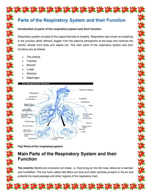 Respiratory System GRADE 6.pptx | Lung and Respiratory Health ...