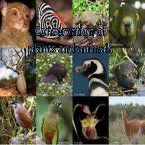 conservation of wild life | PPTX