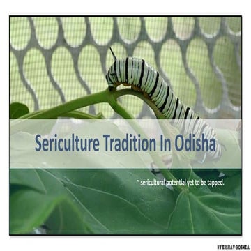Sericulture tradition in odisha | PPTX