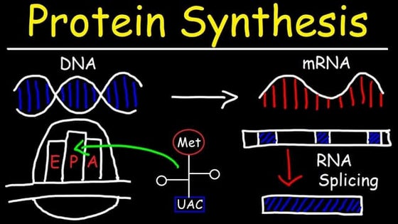 Protein Synthesis Worksheet for Grade 10 | PPT