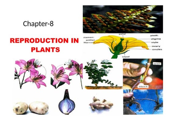 Asexual reproduction in plants | PPTX