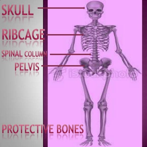 Science bones | PPTX