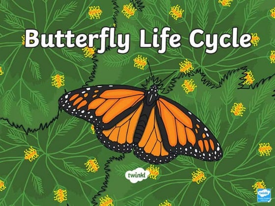 Life Cycle of A Butterfly | PPT