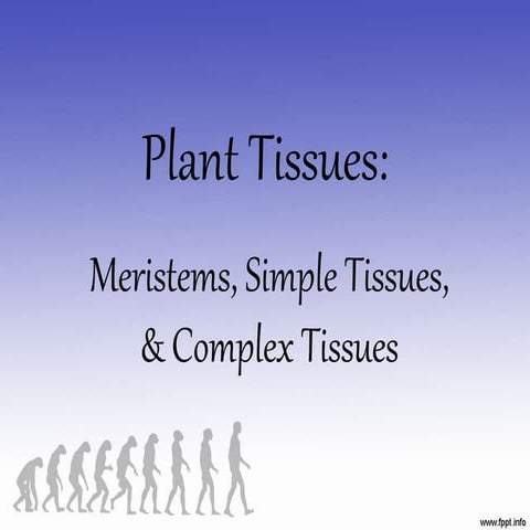 Science | Plant tissue | Meristems,Simple Tissues,&Complex Tissues | PPTX