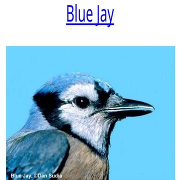 5 L Blue Jays | PDF